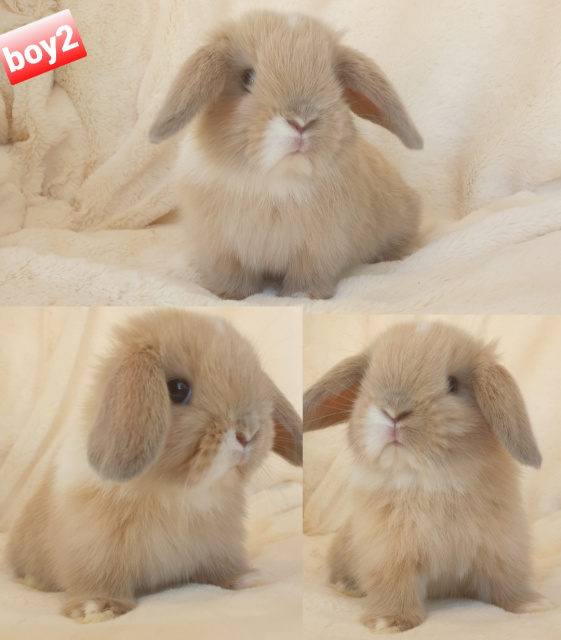 Pure-bred Mini Lop baby rabbits 💕 | Rabbits | Gumtree Australia ...