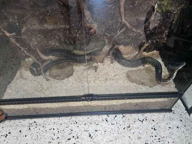 reptile cage / tank & sw carpet python | Reptiles & Amphibians ...