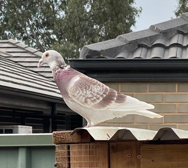 Homie pigeons | Birds | Gumtree Australia Salisbury Area - Paralowie ...