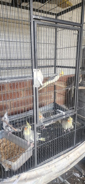 weiros and pigeon for sale $25 each | Birds | Gumtree Australia ...