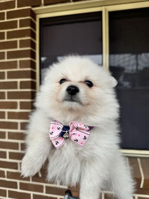 Pure Breed Japanese Spitz Puppies | Dogs & Puppies | Gumtree Australia ...