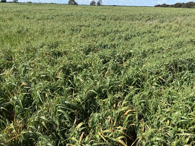 Cereal Hay Round Bales | Pet Products | Gumtree Australia Macedon ...