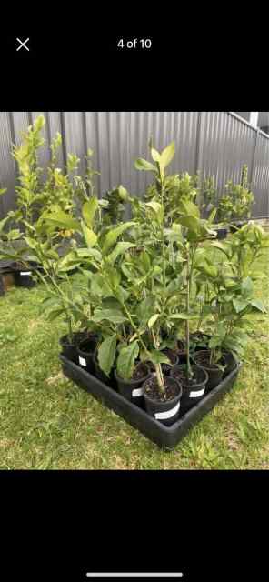 Lemon trees 🍋 all sizes available clearance - Plants in Altona VIC ...