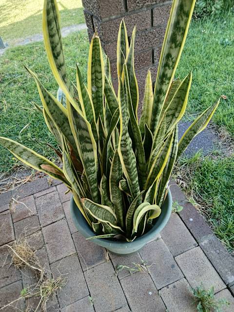 mother inlaw plant - Plants in Falcon WA | Gumtree Australia