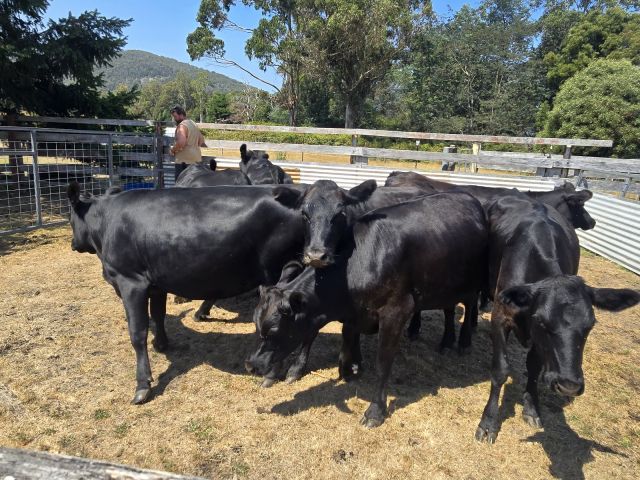 7 x Black Angus heifers | Livestock | Gumtree Australia Dorset Area ...