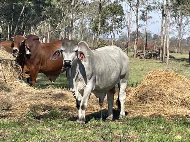 Grey Brahman bull | Livestock | Gumtree Australia Somerset Area ...
