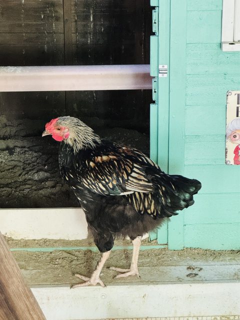 FREE ROOSTERS Silver x gold Wyandotte Rooster / Easter egger rooster ...
