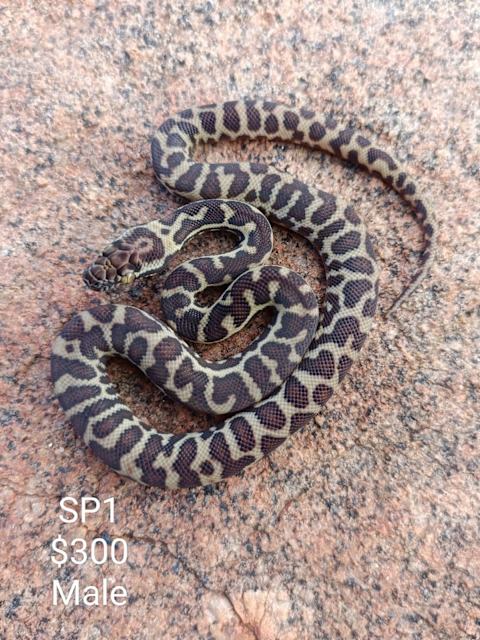 Hatchling Stimsons, NW Carpet Pythons & Womas | Reptiles & Amphibians ...