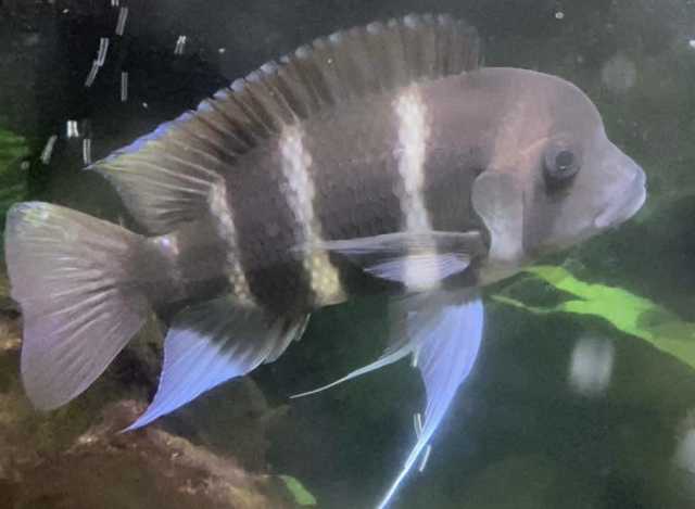 Topical Community Aquarium Fish :) | Fish | Gumtree Australia Morphett ...