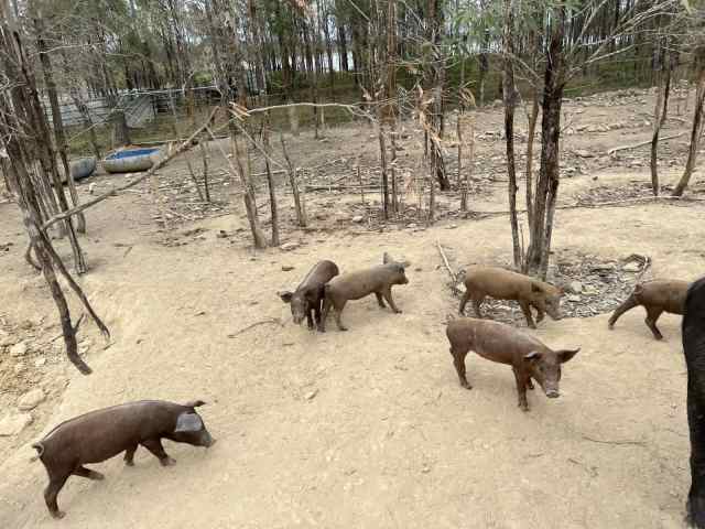 Duroc Weiner size pigs | Livestock | Gumtree Australia Lockyer Valley ...