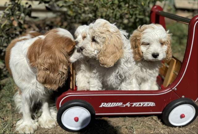 2x Female and 1x Male Cavoodle puppies ready Now | Dogs & Puppies ...