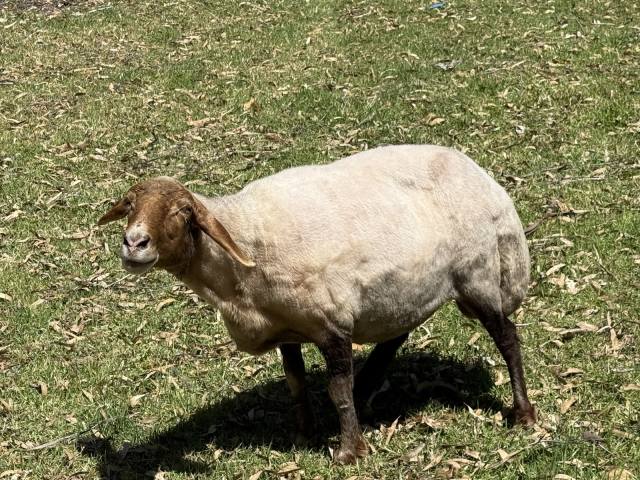 Sheep Female Awassi | Livestock | Gumtree Australia Swan Area - Henley ...