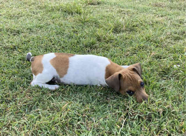 Tricolor Mini Foxy/Foxie x Jack Russell beautiful boys | Dogs & Puppies ...