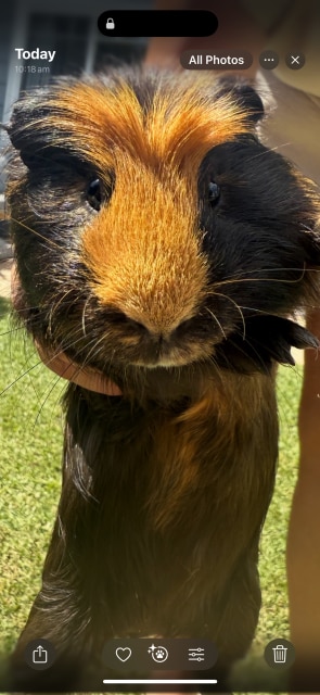 Guinea pigs | Other Pets | Gumtree Australia Wollondilly Area ...