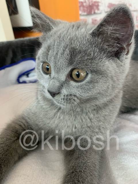 Quality FASA Pedigree British Shorthair Kittens | Cats & Kittens ...