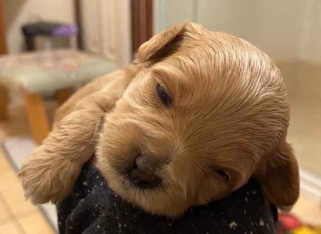 2 Female Bichon x Toy Poodle Puppies for Sale | Dogs & Puppies ...