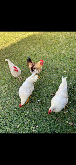 Backyard chickens and rooster | Birds | Gumtree Australia Parramatta ...