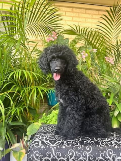 A Beautiful Miniature Black Poodle. “”””” Price Reduced “”””******1307 ...