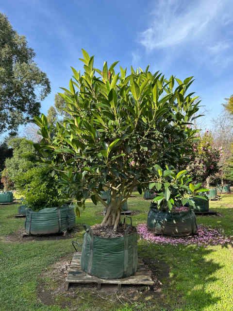 Moreton Bay Fig Trees in 400L & 1000L Bags - Plants in Camden South NSW ...