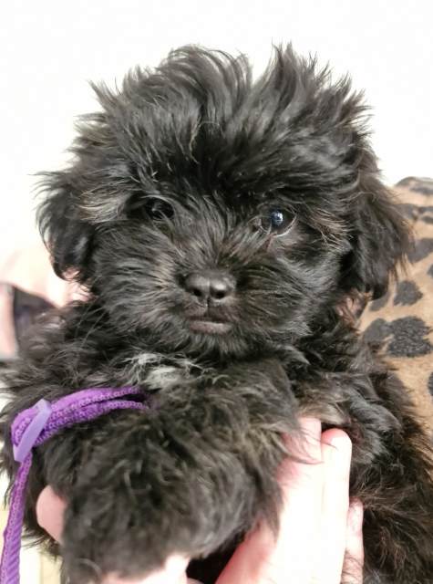 Maltese x Shih Tsu | Dogs & Puppies | Gumtree Australia Swan Area ...
