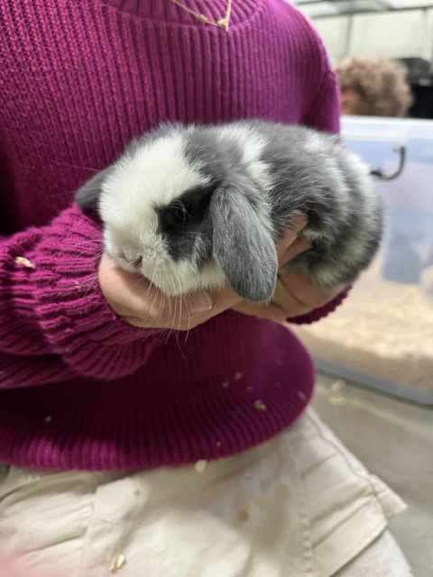 Pure bred mini lop bunny rabbits blue eye | Rabbits | Gumtree Australia ...