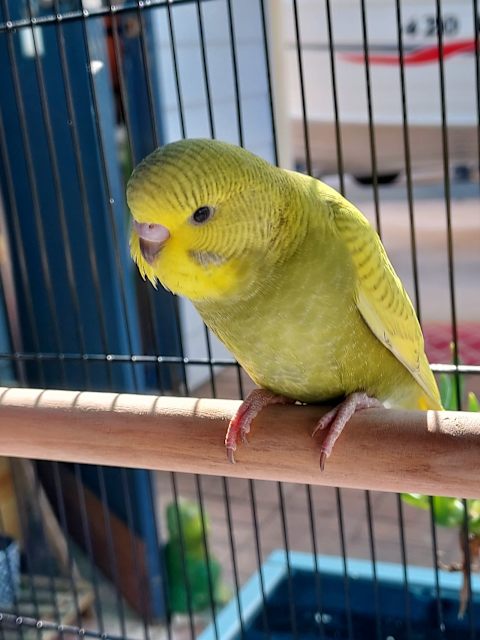 For Sale Budgie Baby Budgie Last One 6-7 weeks old! | Birds | Gumtree ...