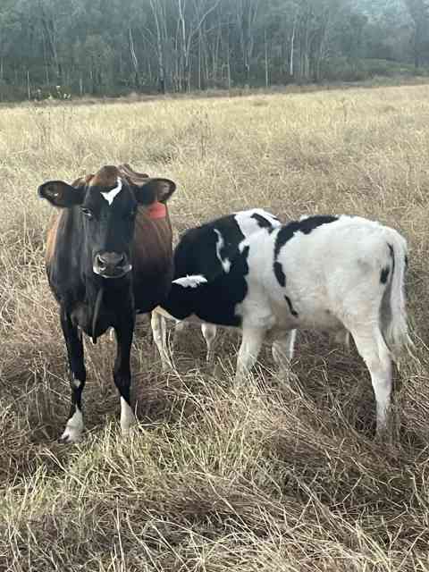 Foster cow and calves | Livestock | Gumtree Australia Lockyer Valley ...