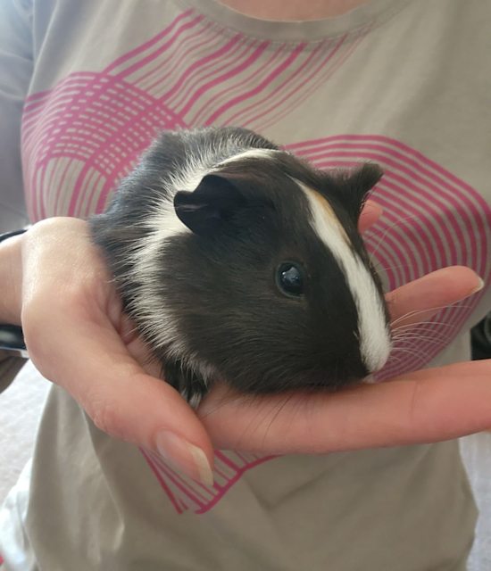 Baby guinea pigs | Other Pets | Gumtree Australia Harvey Area ...