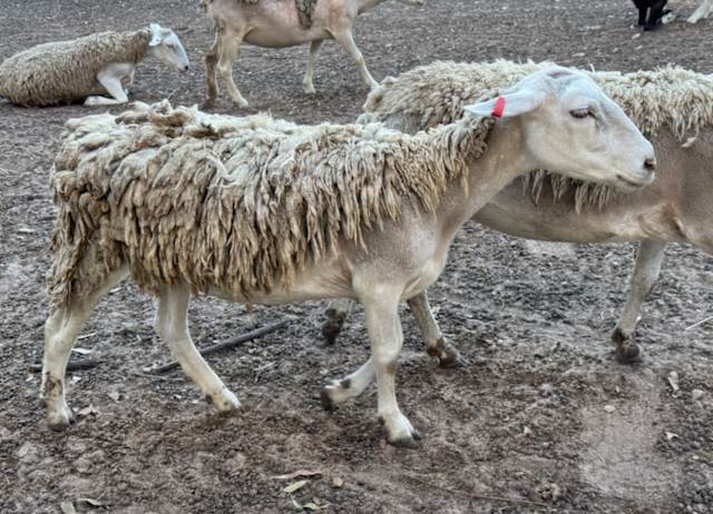 Dorper sheep ewes, wether and goat trainer mob | Livestock | Gumtree ...