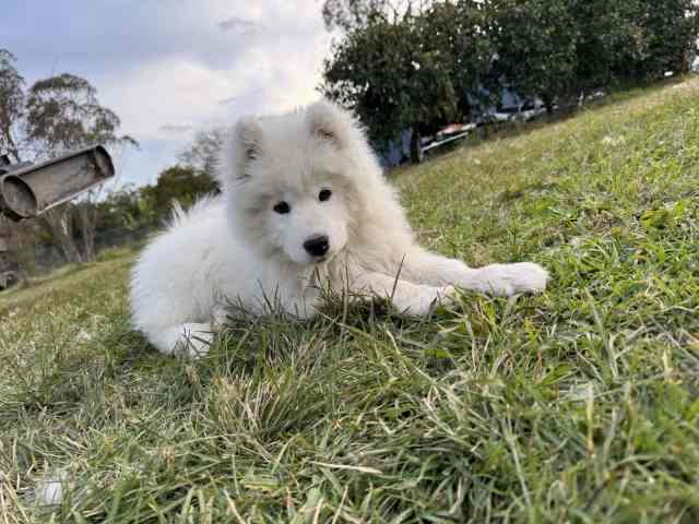 Make an offer! Last Purebred Samoyed PUPPY for Sale! Needs loving home ...