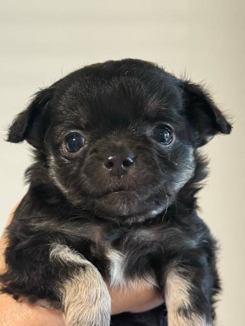 Chihuahua puppy | Dogs & Puppies | Gumtree Australia Tuggeranong ...