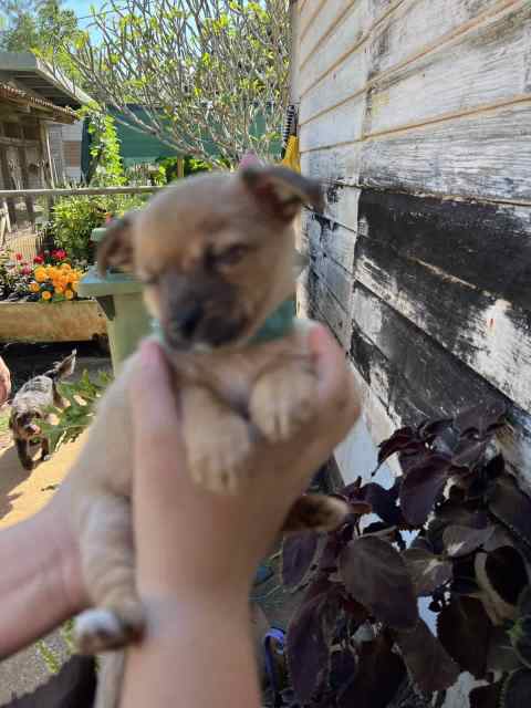 JackaPom | Dogs & Puppies | Gumtree Australia Tablelands - Barrine ...