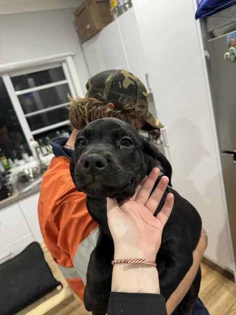 PUPPIES - NEED GONE ASAP | Dogs & Puppies | Gumtree Australia Mudgee ...