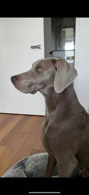Purebred Weimaraner rehome | Dogs & Puppies | Gumtree Australia ...