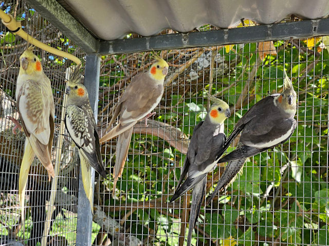 Weiros varying colours & ages | Birds | Gumtree Australia Serpentine ...