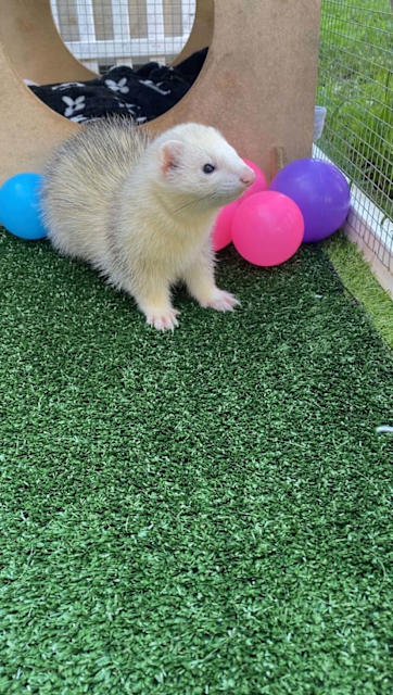 LOST FERRET FEMALE - HAS BABIES NEEDS TO COME HOME | Lost & Found ...