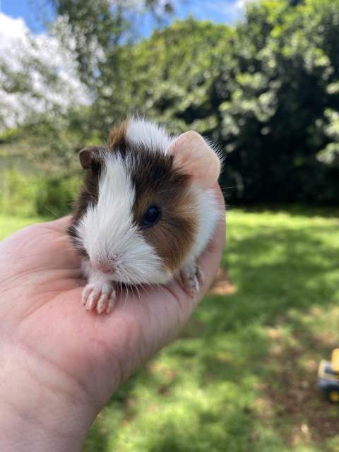 Guinea Pig Babies | Other Pets | Gumtree Australia Toowoomba Surrounds ...