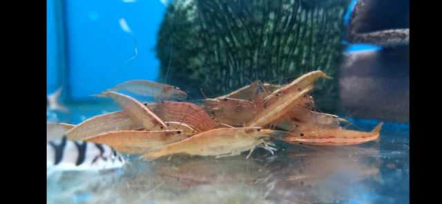 Riffle Shrimp 3cm | Fish | Gumtree Australia Willoughby Area ...