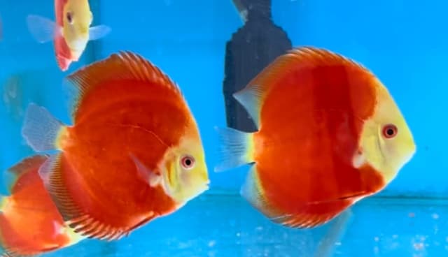 10-11cm Fuji Red Melons Discus | Fish | Gumtree Australia South Perth ...