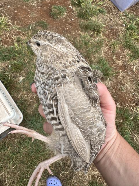Jumbo Quail’s eggs and chicks | Birds | Gumtree Australia Central Coast ...