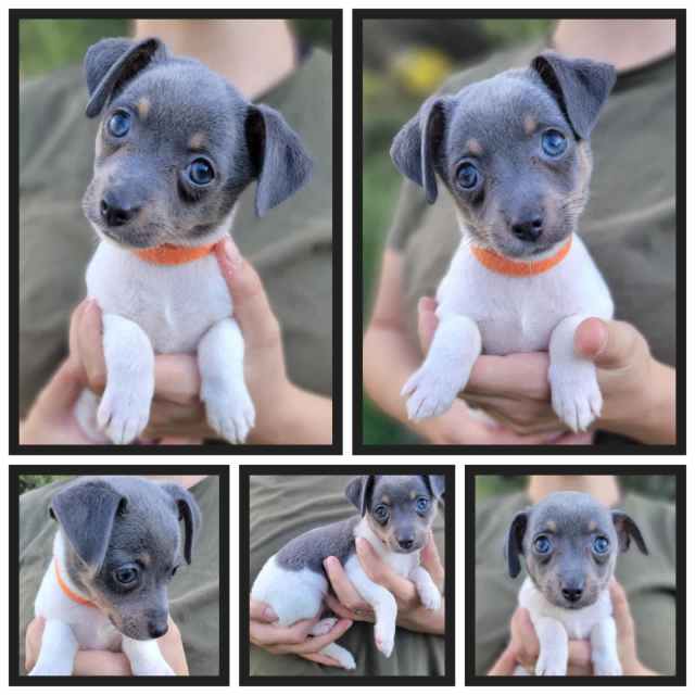 *PRICE DROP* *RARE* Blue miniature foxies with gorgeous blue eyes ...