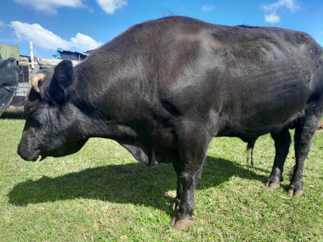 Angus X bull | Livestock | Gumtree Australia Burnie Area - Ridgley ...