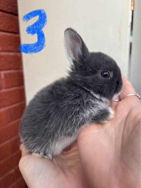 Netherland Dwarf Rabbits | Rabbits | Gumtree Australia Penrith Area ...