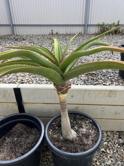 aloe barberae tree aloe | Plants | Gumtree Australia Alexandrina Area ...