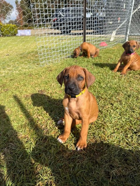Purebred Rhodesian Ridgeback Puppies | Dogs & Puppies | Gumtree ...