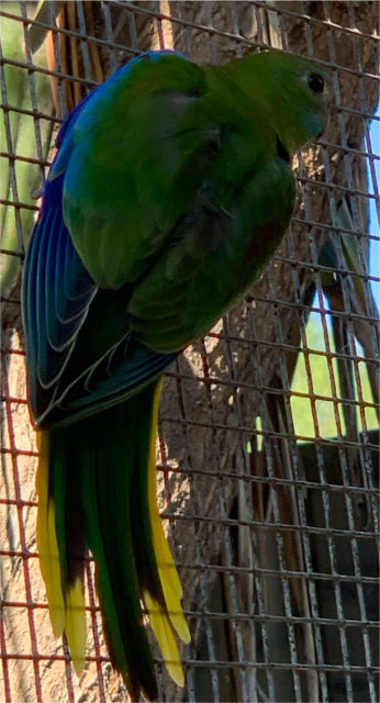 Bourke & Turk Parrots | Birds | Gumtree Australia Cessnock Area ...