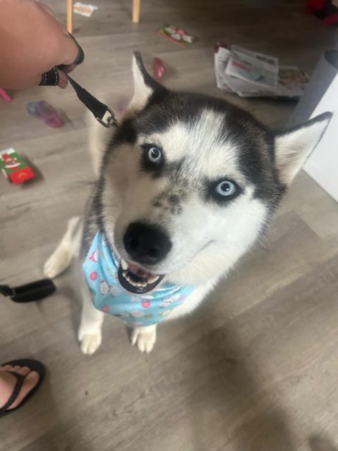 Siberian husky | Dogs & Puppies | Gumtree Australia Port Stephens Area ...