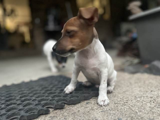 Mini Foxie Pups / bobtail | Dogs & Puppies | Gumtree Australia Lockyer ...