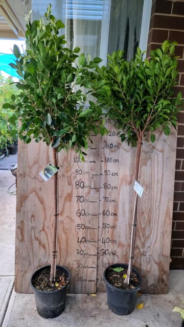 Huge 4-ft standard ficus trees in 26cm pot- Noble Park VIC | Plants ...