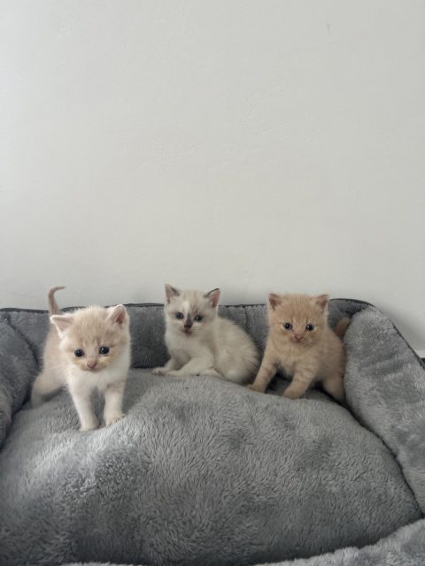 British Shorthair Kittens | Cats & Kittens | Gumtree Australia ...